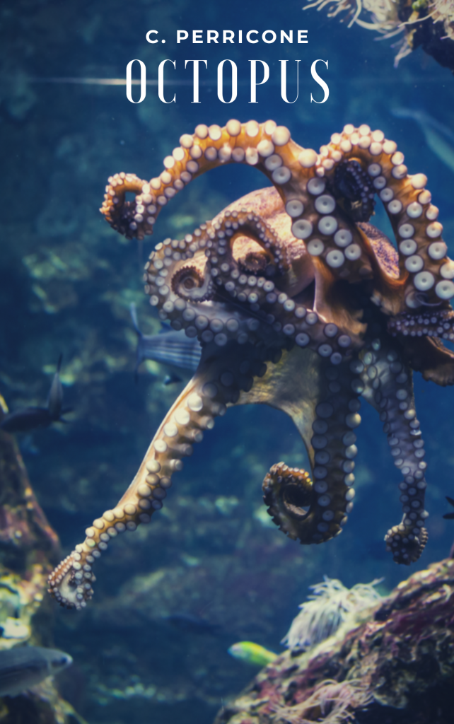 Octopus • The Showbear Family Circus