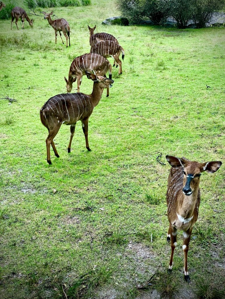 Bronx deer • The Showbear Family Circus